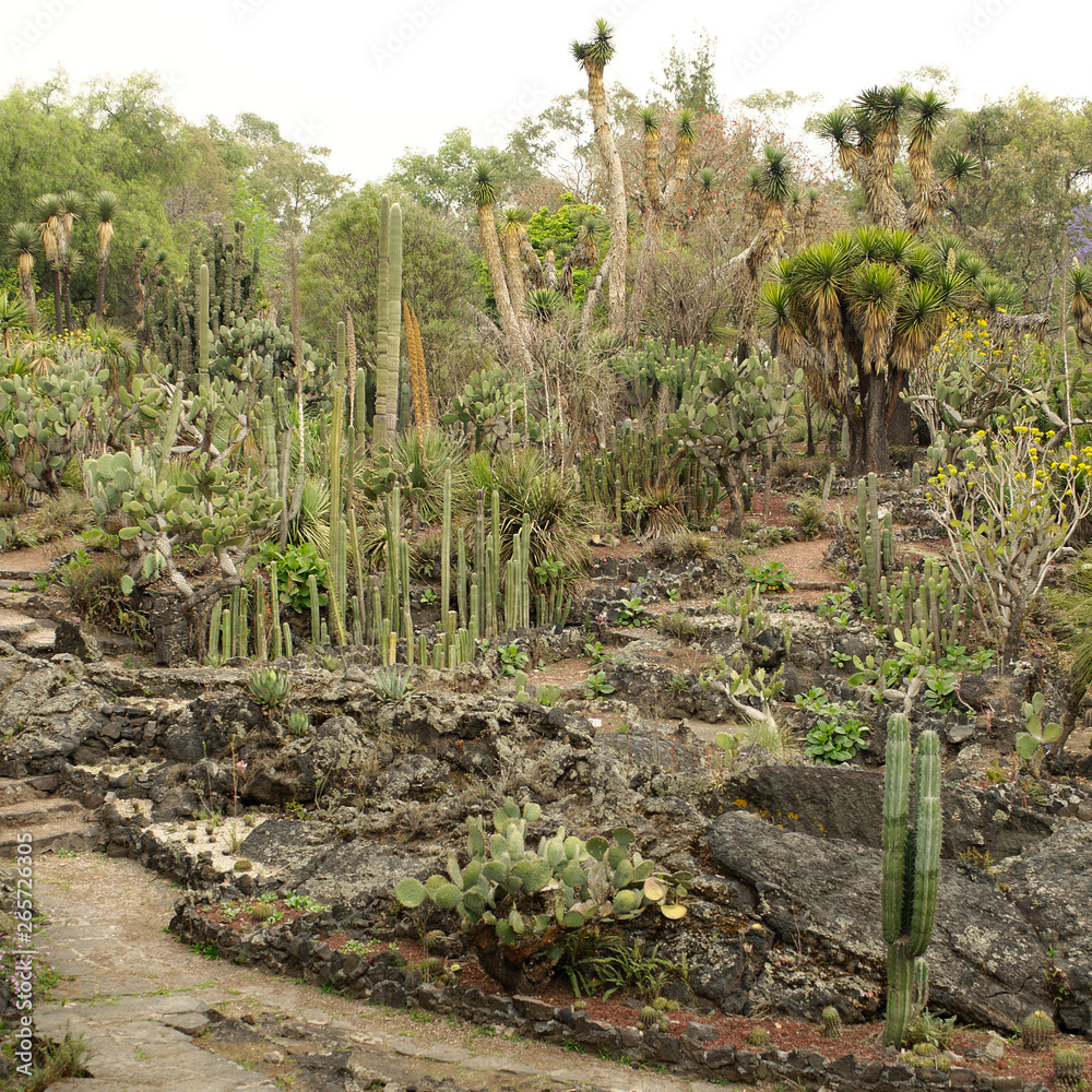 Native plants at the UNAM Botanical Garden, Mexico City, Mexico. Stock ...