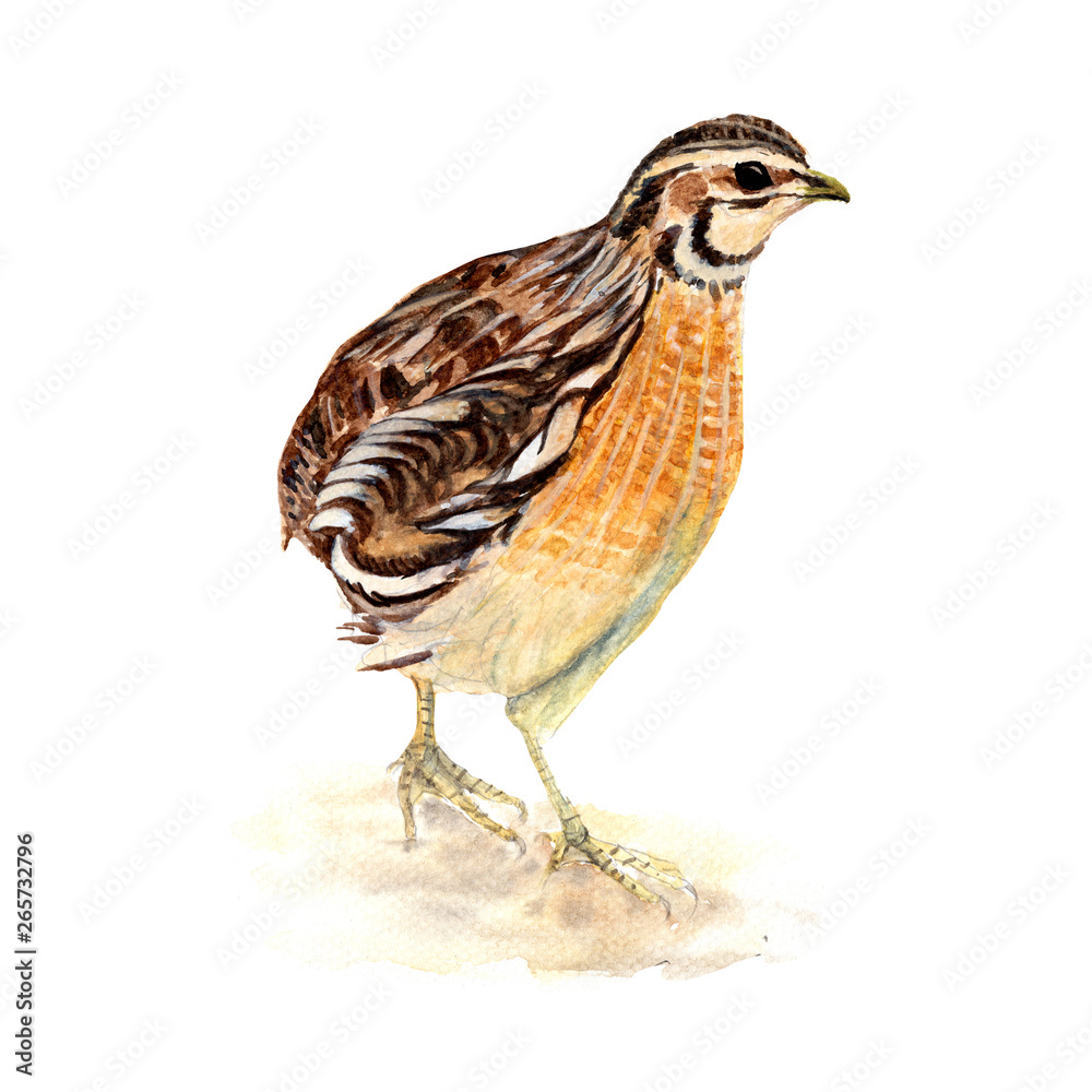 Quail, Bird, Chicken watercolor illustrations and Hand drawn sketch ...