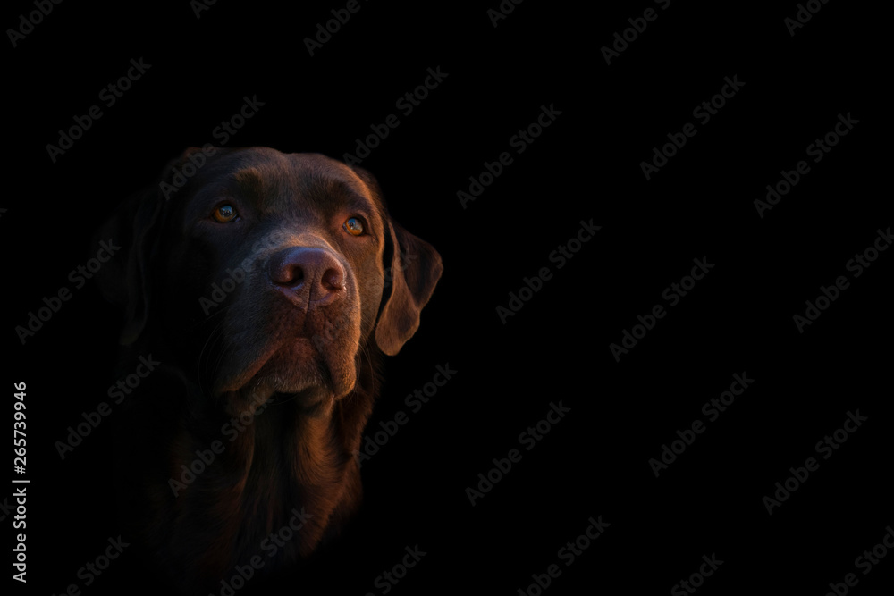 Face portrait of brown chocolate labrador retriever dog isolated on ...