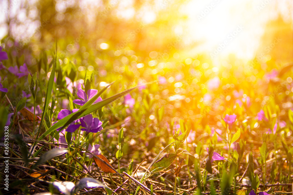 Spring Sunshine Wallpaper