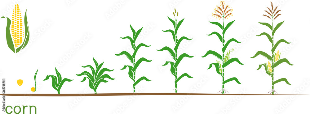 Life cycle of corn (maize) plant. Growth stages from seed to flowering ...