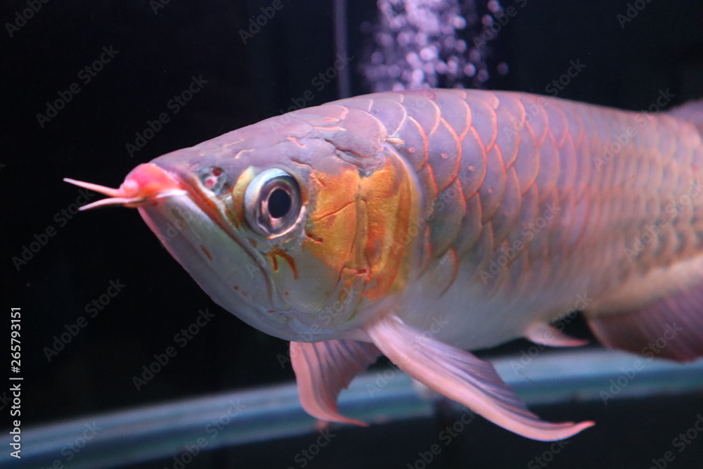 Magical Red Arowana Stock Photo | Adobe Stock