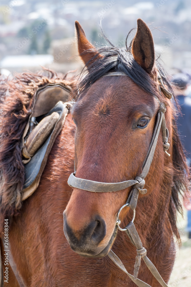 Head of a black suit horse of Karachai breed, Caucasus, Europe. Stock ...