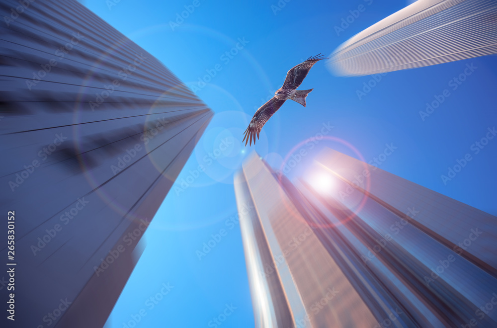 Foto de Concept image of a huge hawk flying on top of modern buildings ...