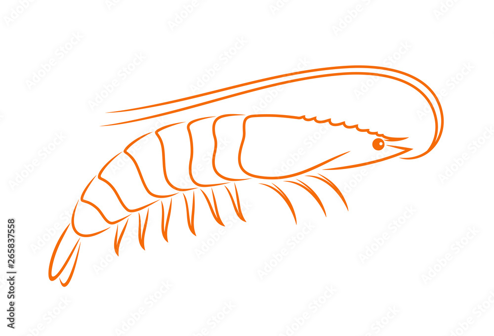 Shrimp outline. Isolated shrimp on white background. Prawns outline ...