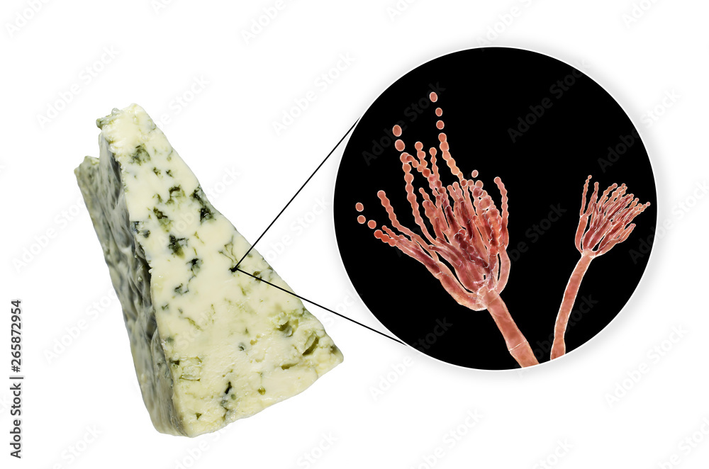Roquefort cheese and fungi Penicillium roqueforti, used in its ...