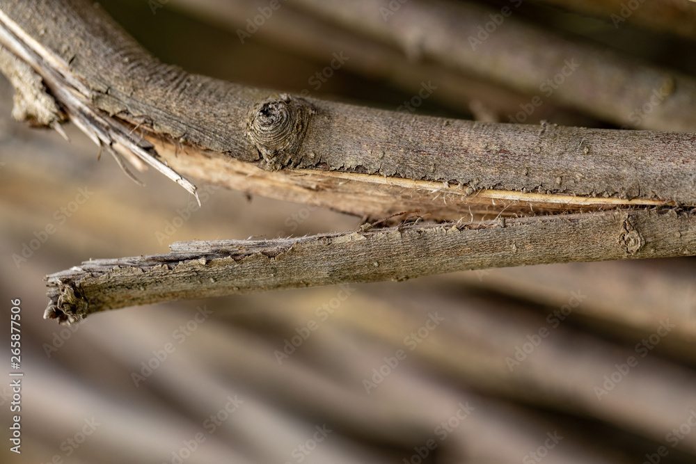 A lot of cut branches. A bunch of flexible branches. The branches of ...