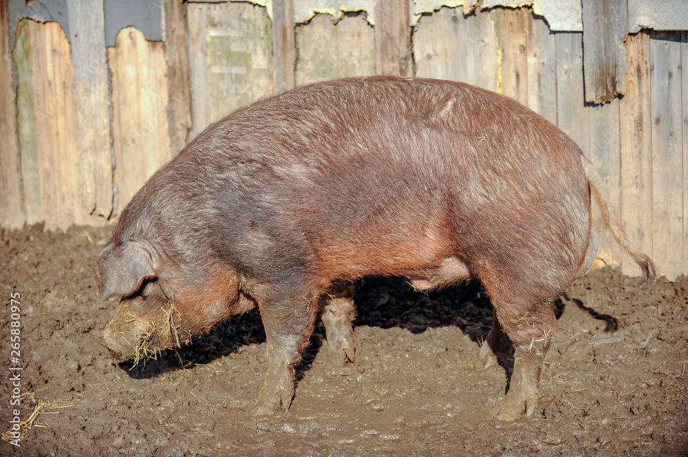 Big producer of red wild boar. Meat breed of pigs Duroc. Pigs grazing ...