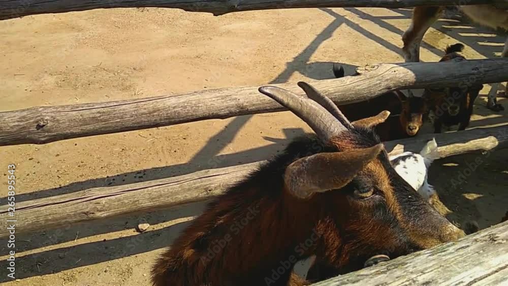 The Cameroon African pygmy goat is a breed of miniature domestic goat ...