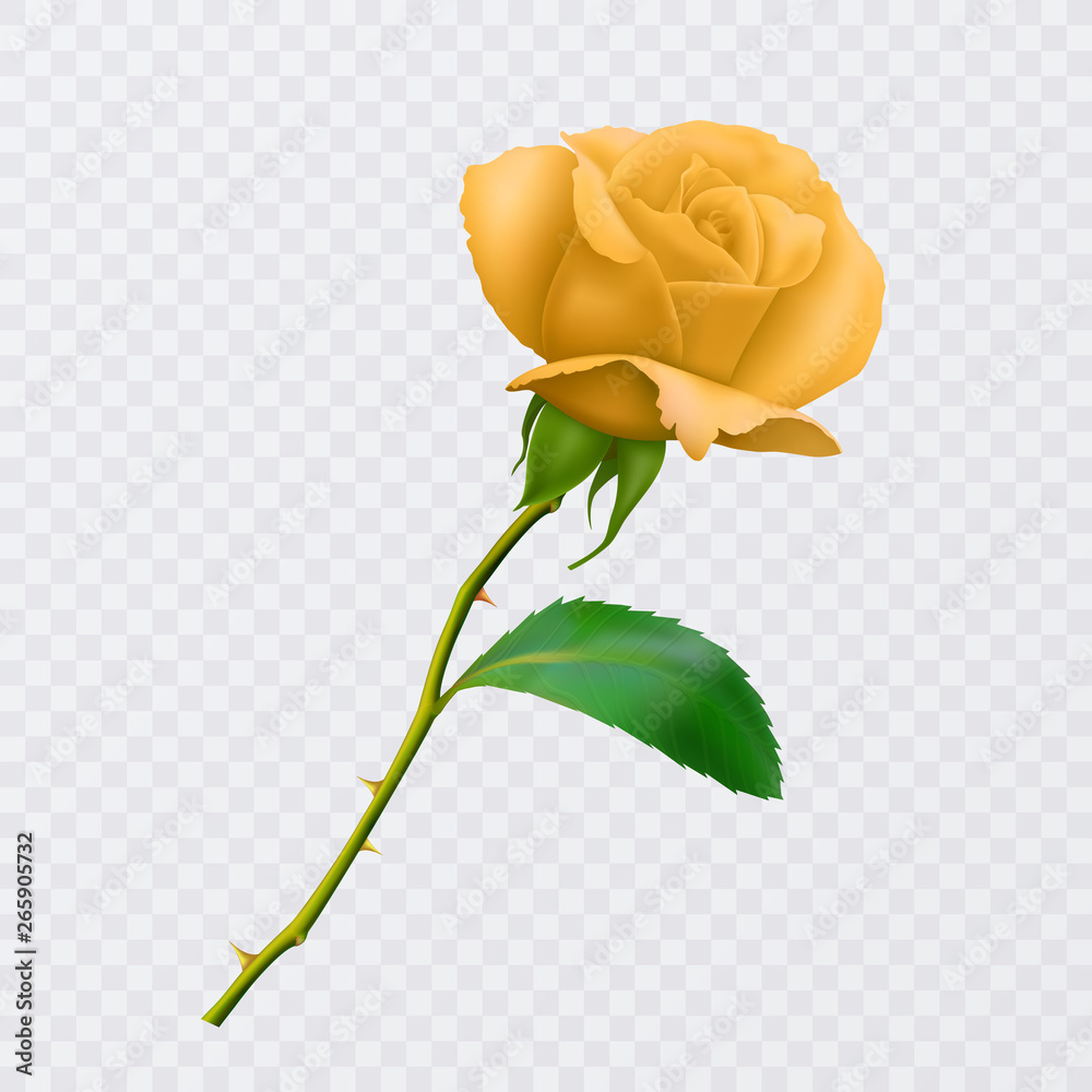 Beautiful yellow rose on long stem with leaf and thorns isolated on ...