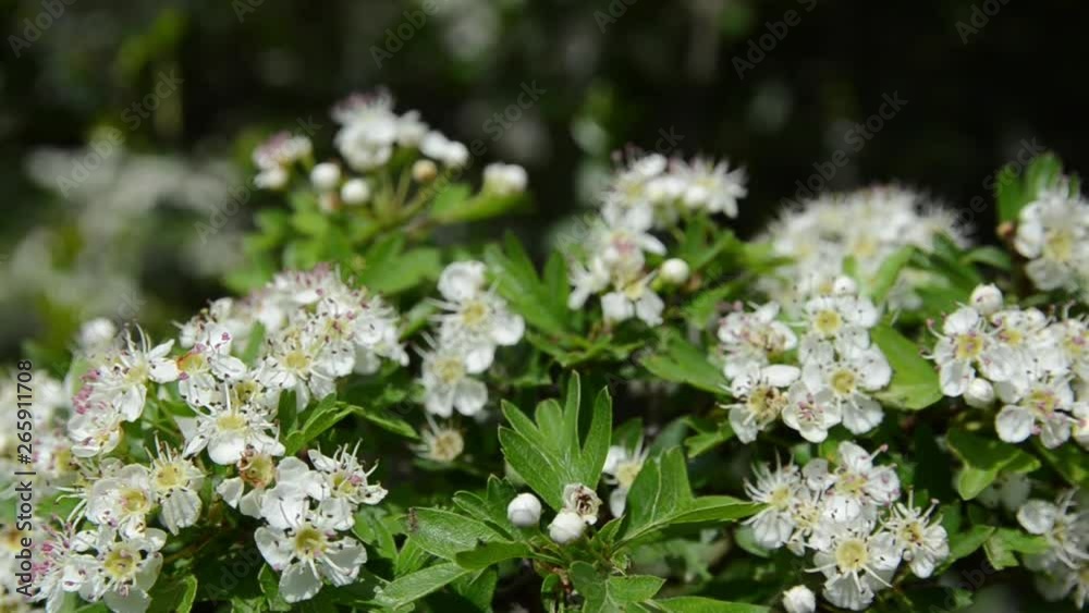Common Hawthorn flowers on the bush during spring season. Plant of ...