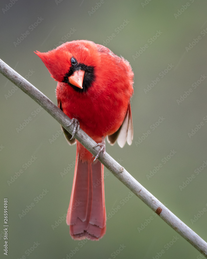 Curious Cardinal looking around from perch Stock Photo | Adobe Stock