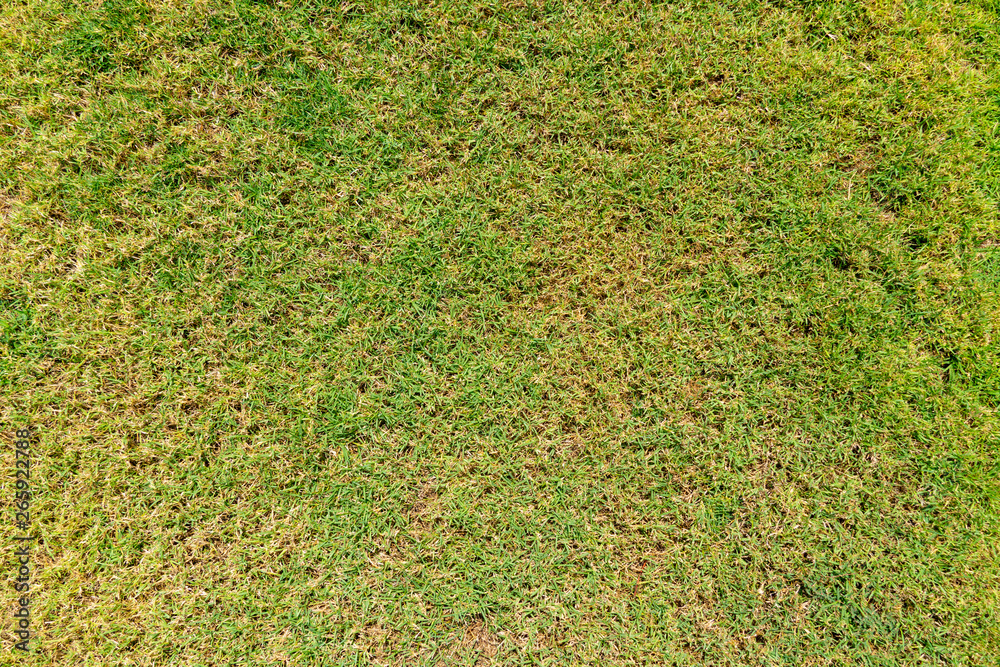 Short green and brown lawn grass texture pattern background. Stock ...