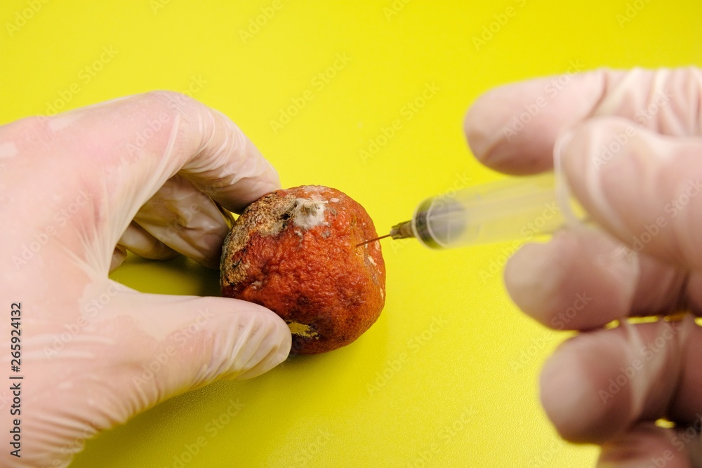 The concept of GMOs. Mandarin is subjected to laboratory tests and ...