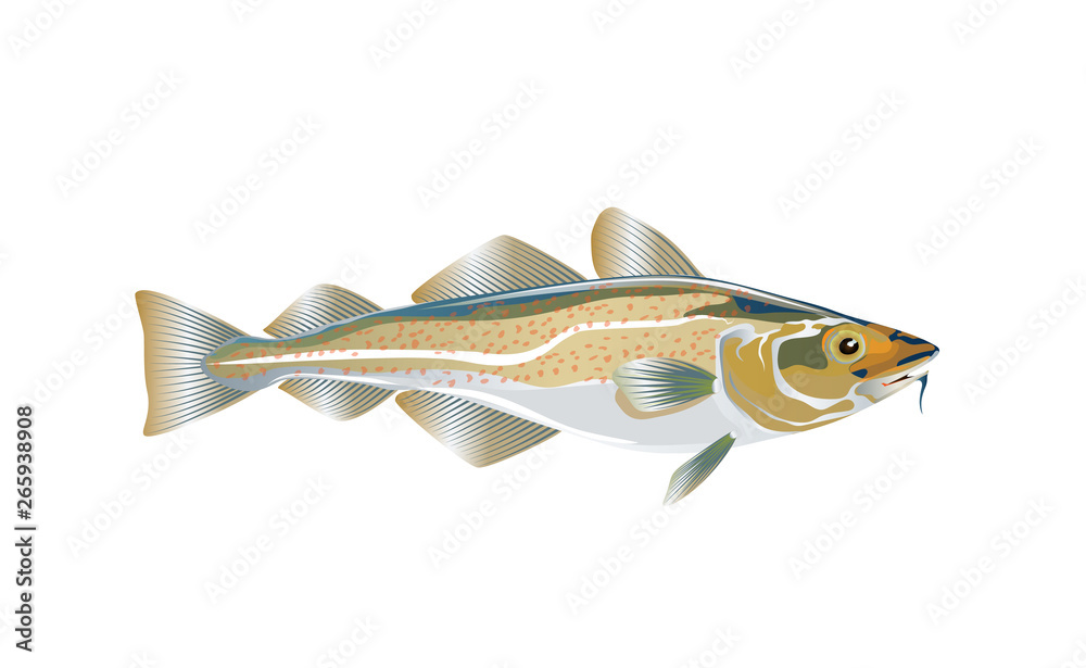 Codfish. Cod atlantic, vector illustration with details and optimized ...