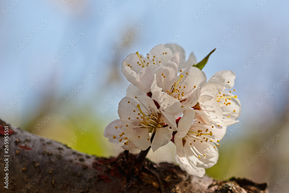 Japanese apricot flowers. Prunus mume tree in full bloom. Sunlit ...