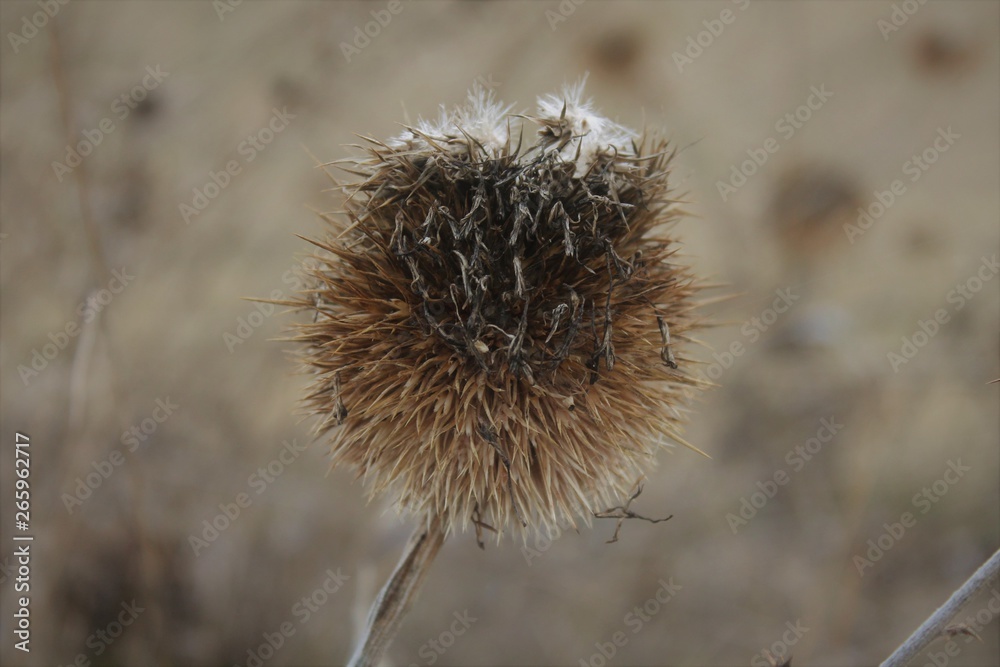 Nature Interesting weed, rotten Thistle flower close up, spring the ...