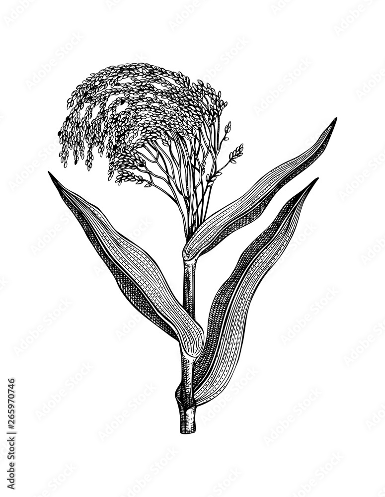Vector proso millet illustration. Hand drawn cereal sketch. Botanical ...