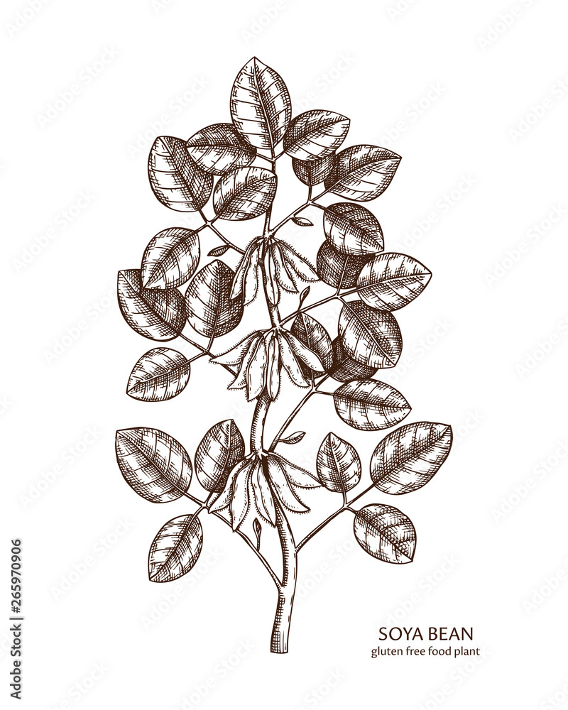 Hand drawn Soya beans illustration. Gluten free food. Agricultural ...