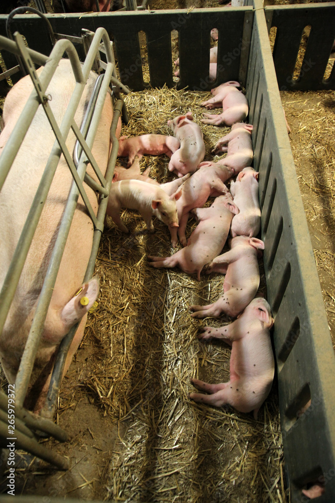 agricultural, agriculture, animals,barn, born, breeding, business ...
