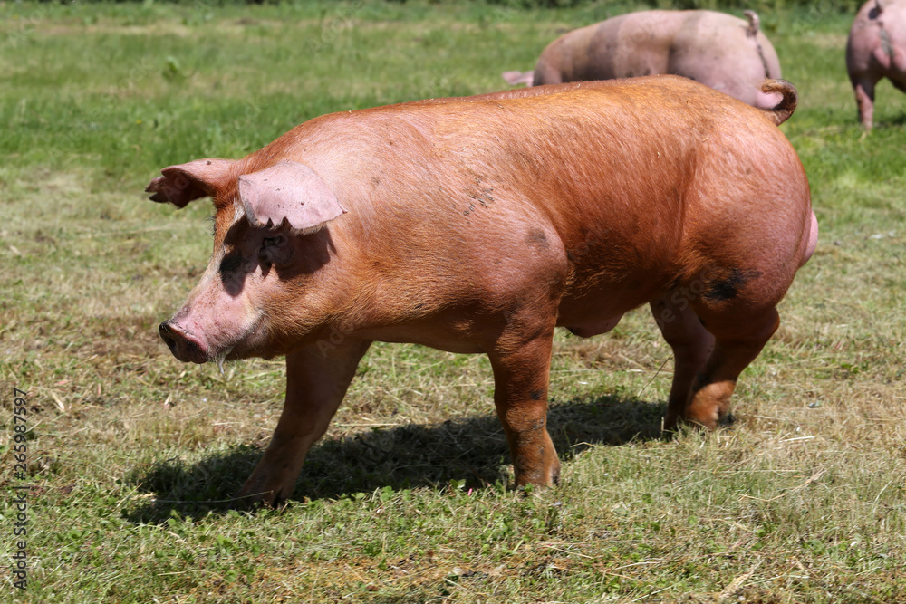 Pigs farming raising breeding in animal farm rural scene Stock Photo ...