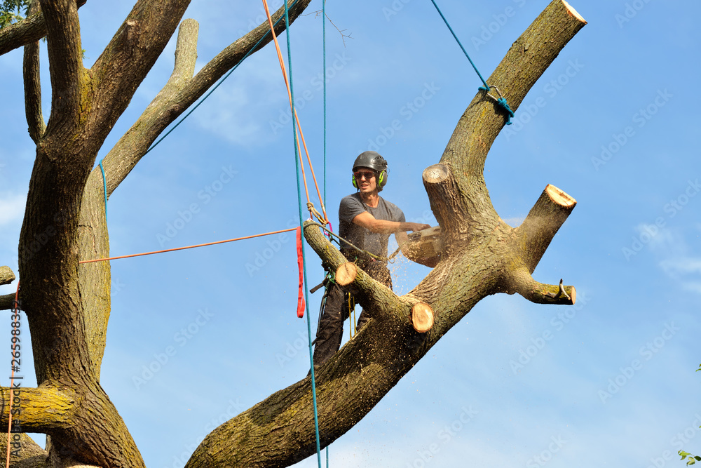 Professional Arborist Climbing and Dismantling Tree with Chainsaw ...