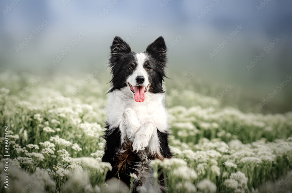 border collie dog beautiful portrait with flowers magical light spring ...