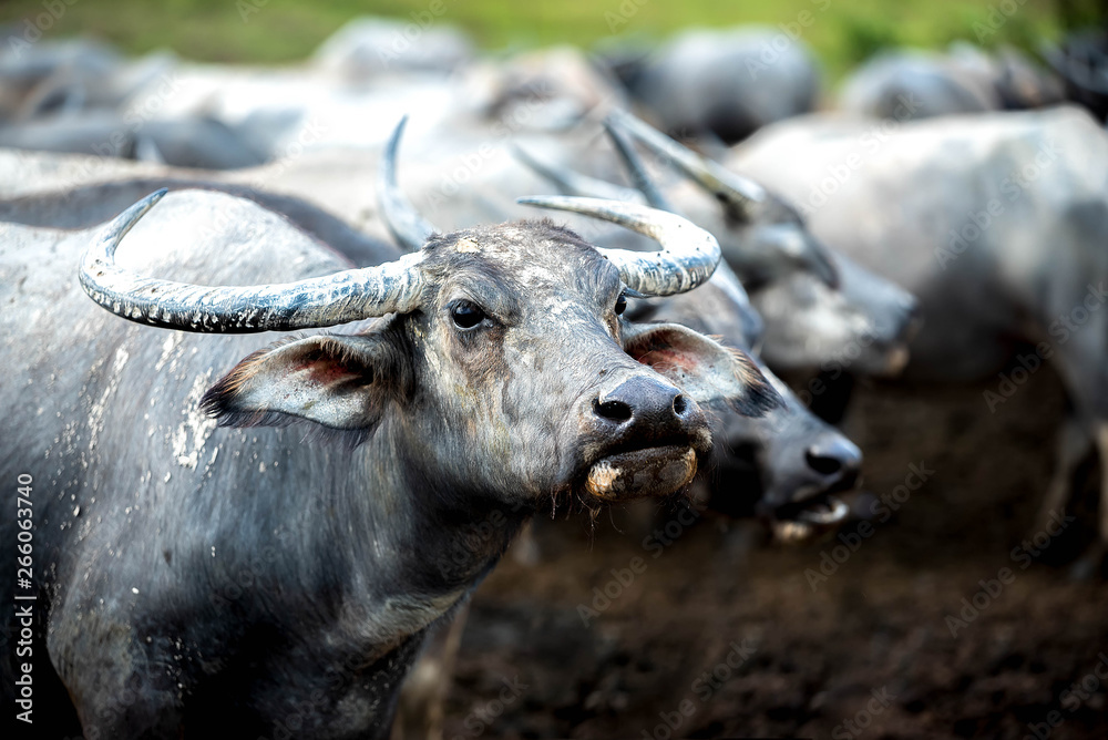 Side view of buffalo head outdoor. Buffalo covered skin by dried clay ...