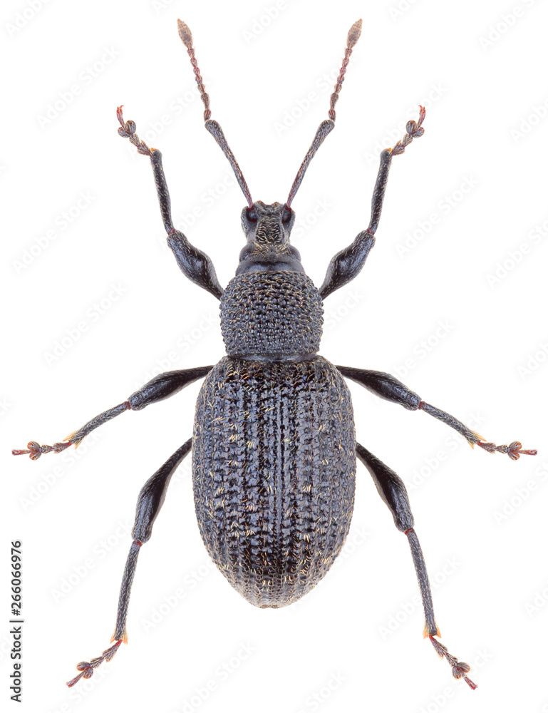 Otiorhynchus sulcatus is a genus of weevils in the family Curculionidae ...