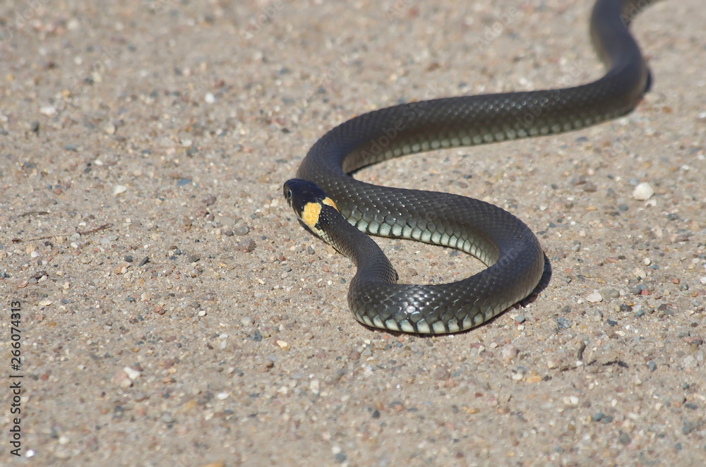 European snake on a gravel road in the woods. Natrix Natrix. Stock ...