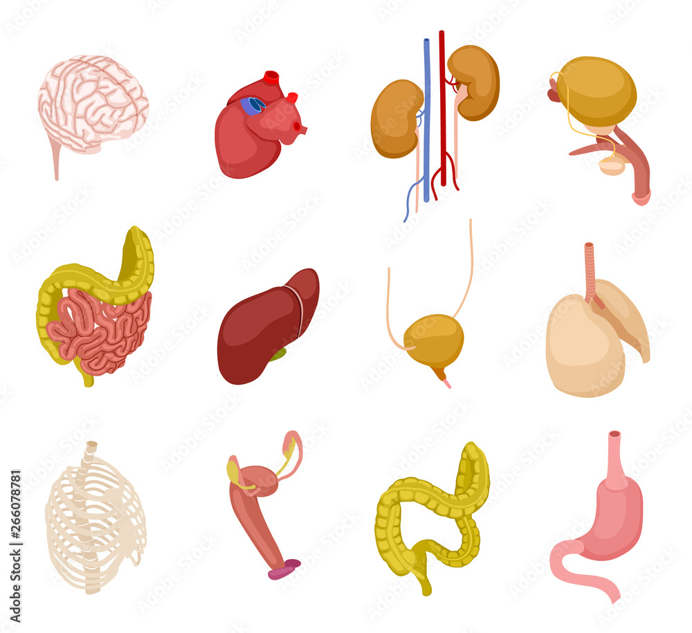 Isometric human organs. Brain heart kidney bladder intestine liver ...