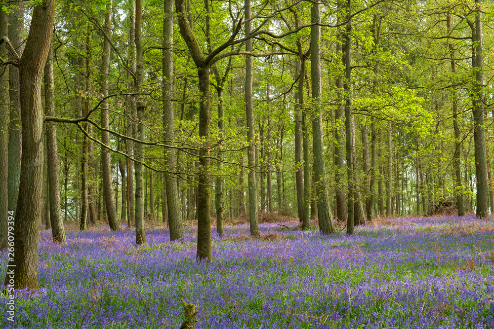 Bluebell Wood, a typical woodland scene in the English countryside in ...