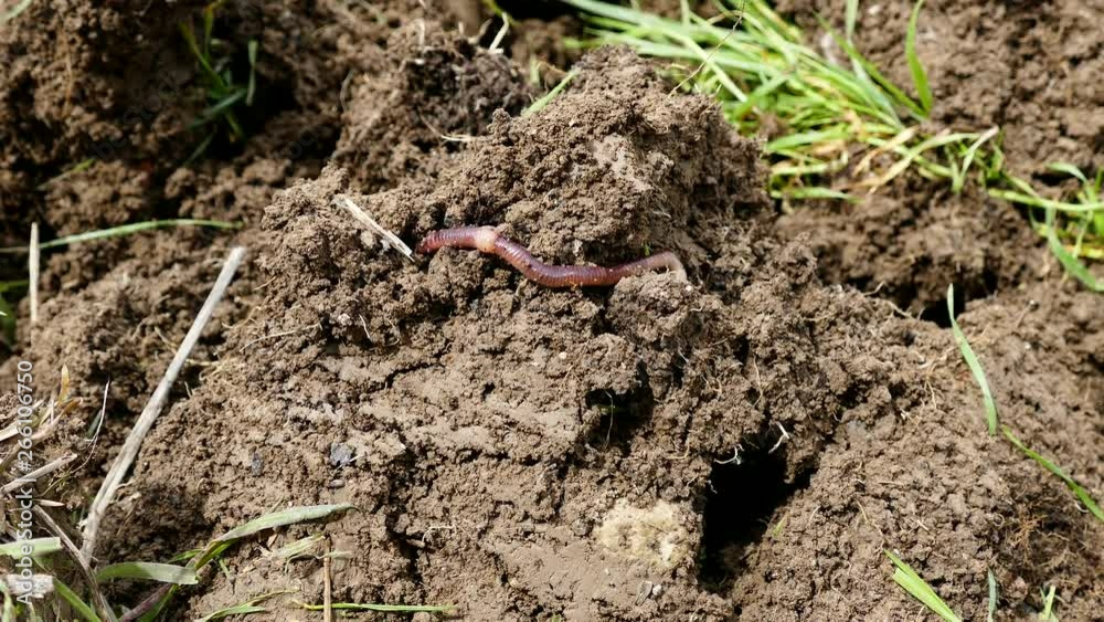 Vídeo do Stock: worms in the soil,Worm is moving in the soil, natural ...