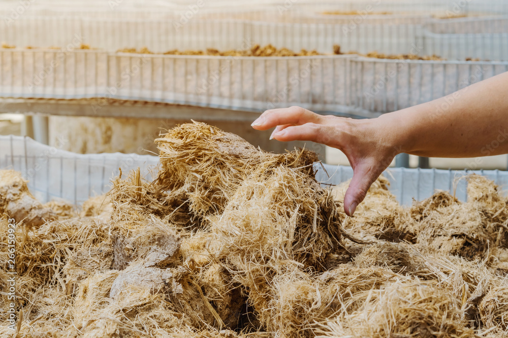 Luwak coffee, unclean coffee beans, Kopi luwak is coffee that includes ...