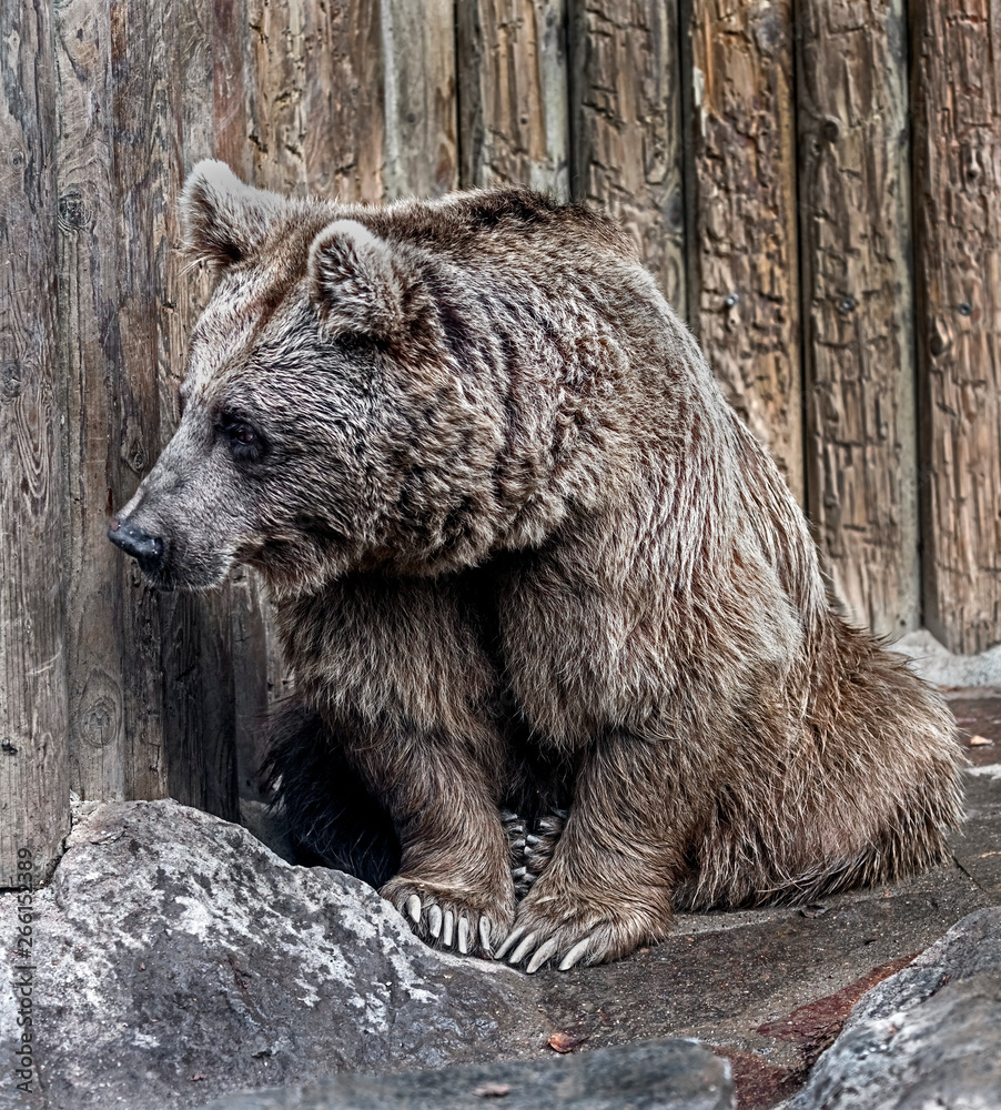 Syrian Brown Bear
