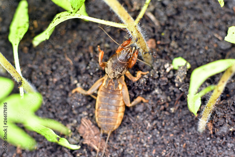 Mole cricket, eating young tomato plant Stock Photo | Adobe Stock
