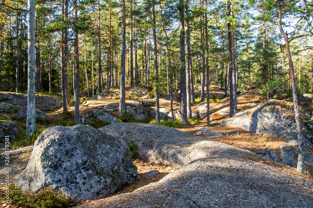 Rocky Pine Forests
