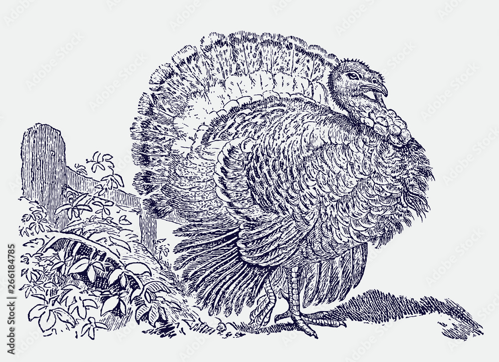 Turkey Fan Drawing