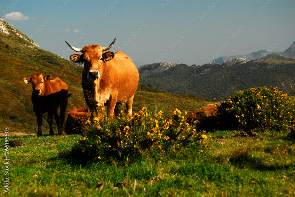 Naturaleza y paisajes de la provincia de León Stock Photo | Adobe Stock