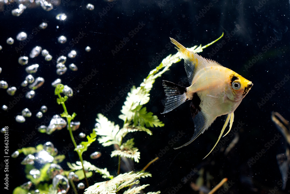 Angelfish Background plants aquascape Stock Photo | Adobe Stock