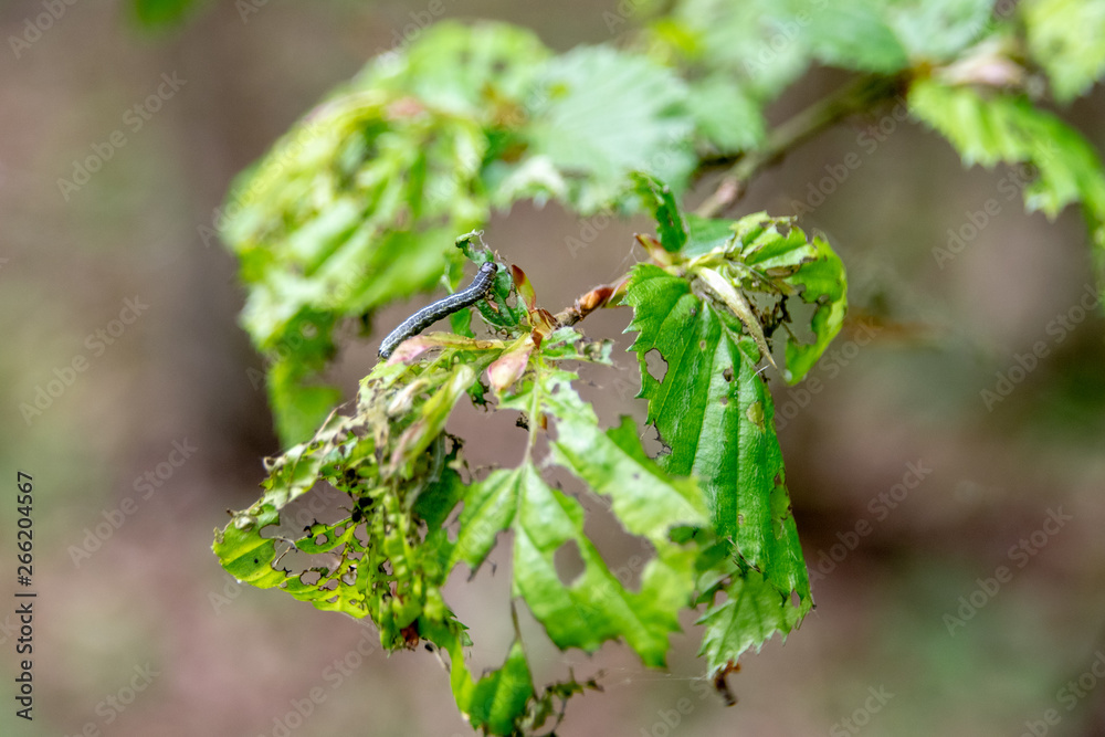 Damage, defoliation and deforestation caused by high numbers of winter ...