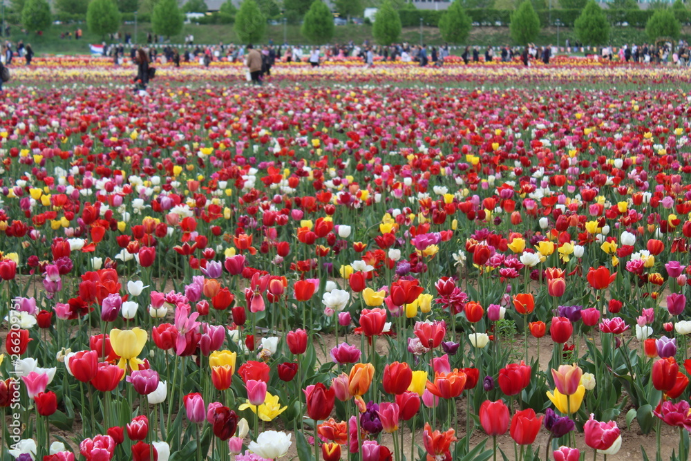 Campo di tulipani colorati Stock Photo | Adobe Stock