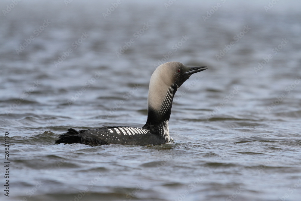 Lone adult Pacific Loon or Pacific Diver (Gavia pacifica) in breeding ...