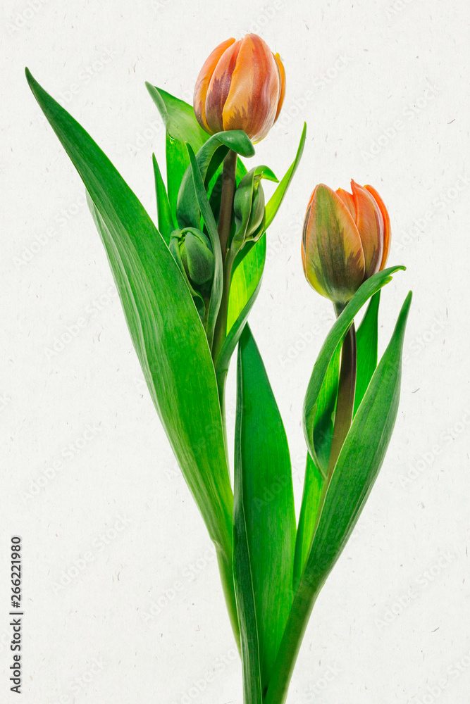 Double head tulip flower shot in lightbox against paper texture. Stock ...