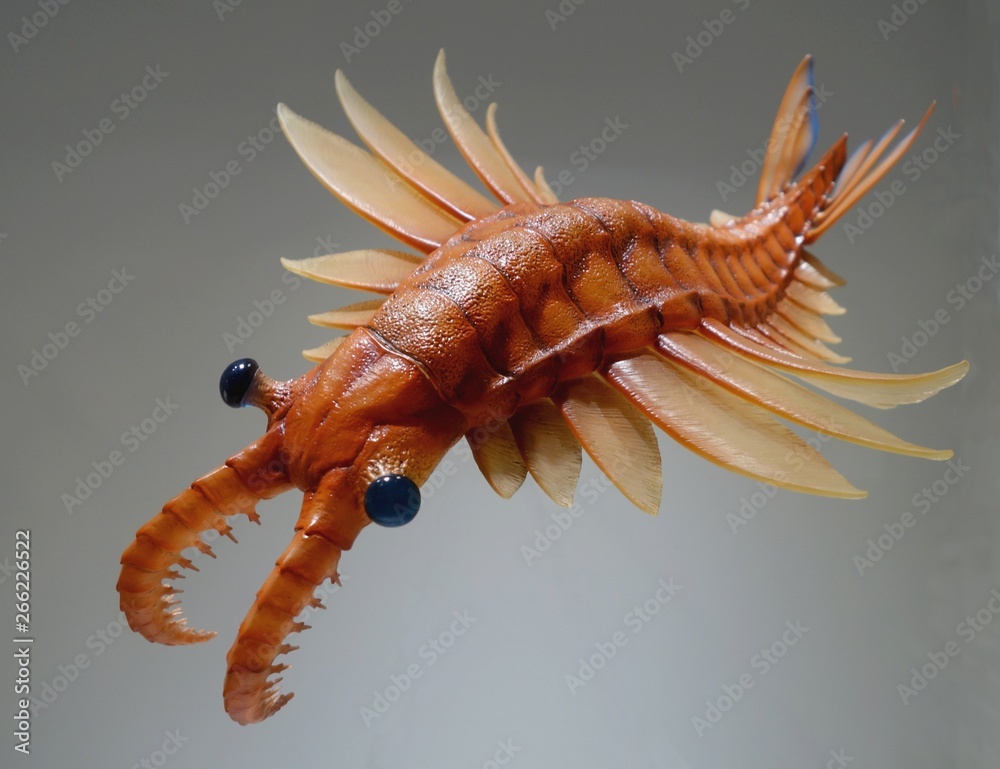 Anomalocaris a scary looking ancient lifeform foto de Stock | Adobe Stock