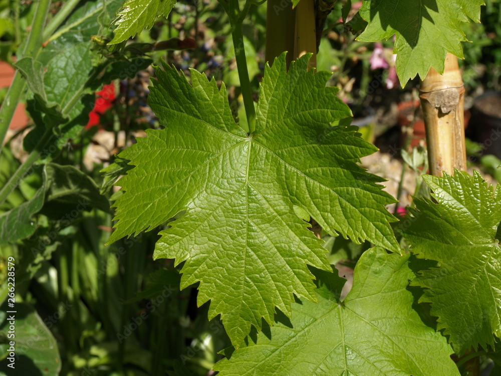 Feuille de vigne Stock Photo | Adobe Stock