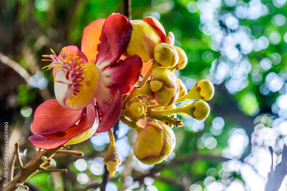 Fire Lily or Glory Lily (Gloriosa superba) called flame, climbing or ...