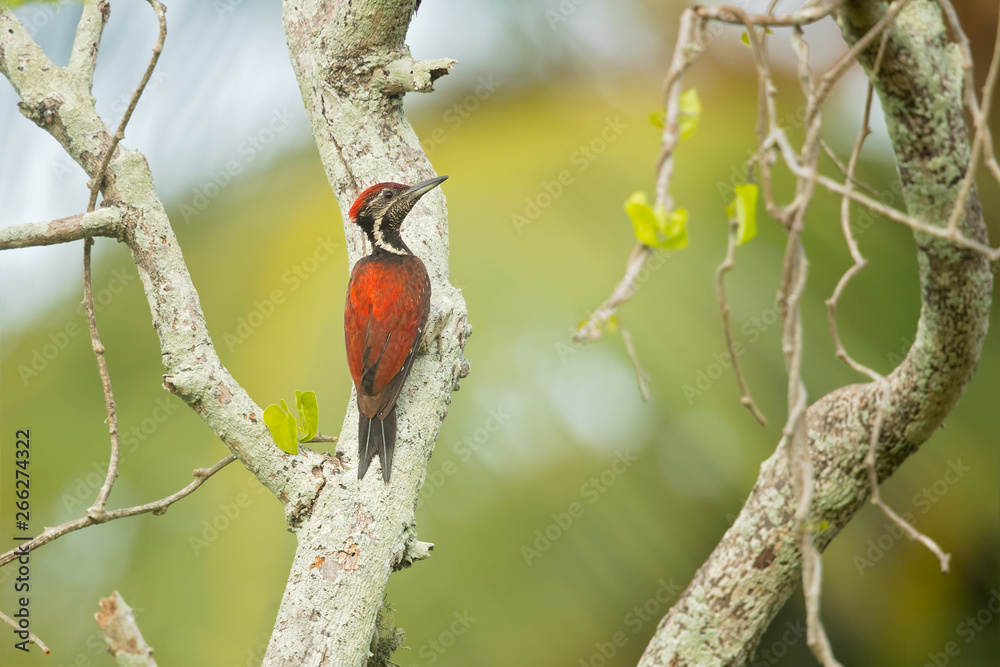 Black-rumped flameback (Dinopium benghalense), also known as the lesser ...