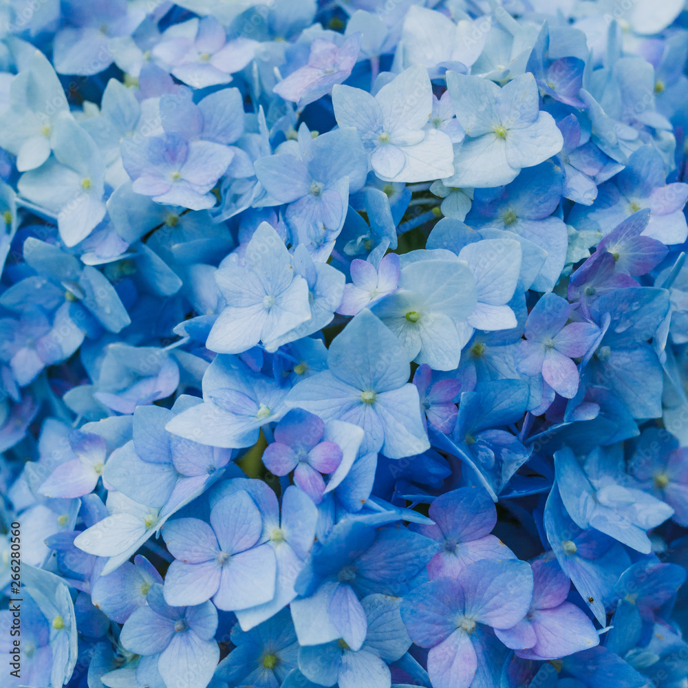 Hydrangeas Background