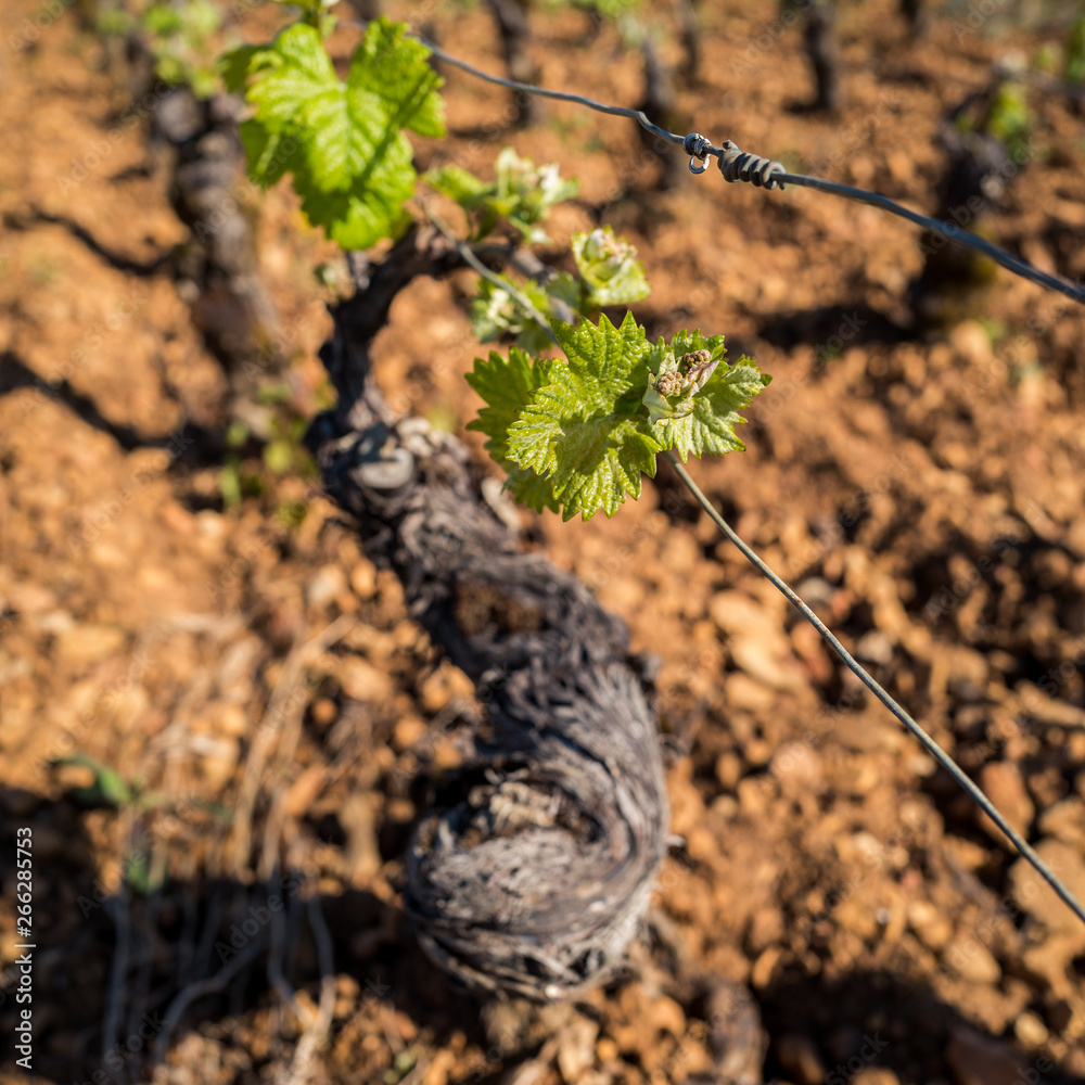 cep de vigne au printemps Stock-Foto | Adobe Stock